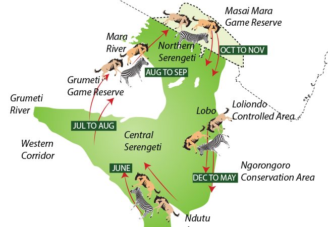 Serengeti wildebeest migration – Western Circuit Safari
